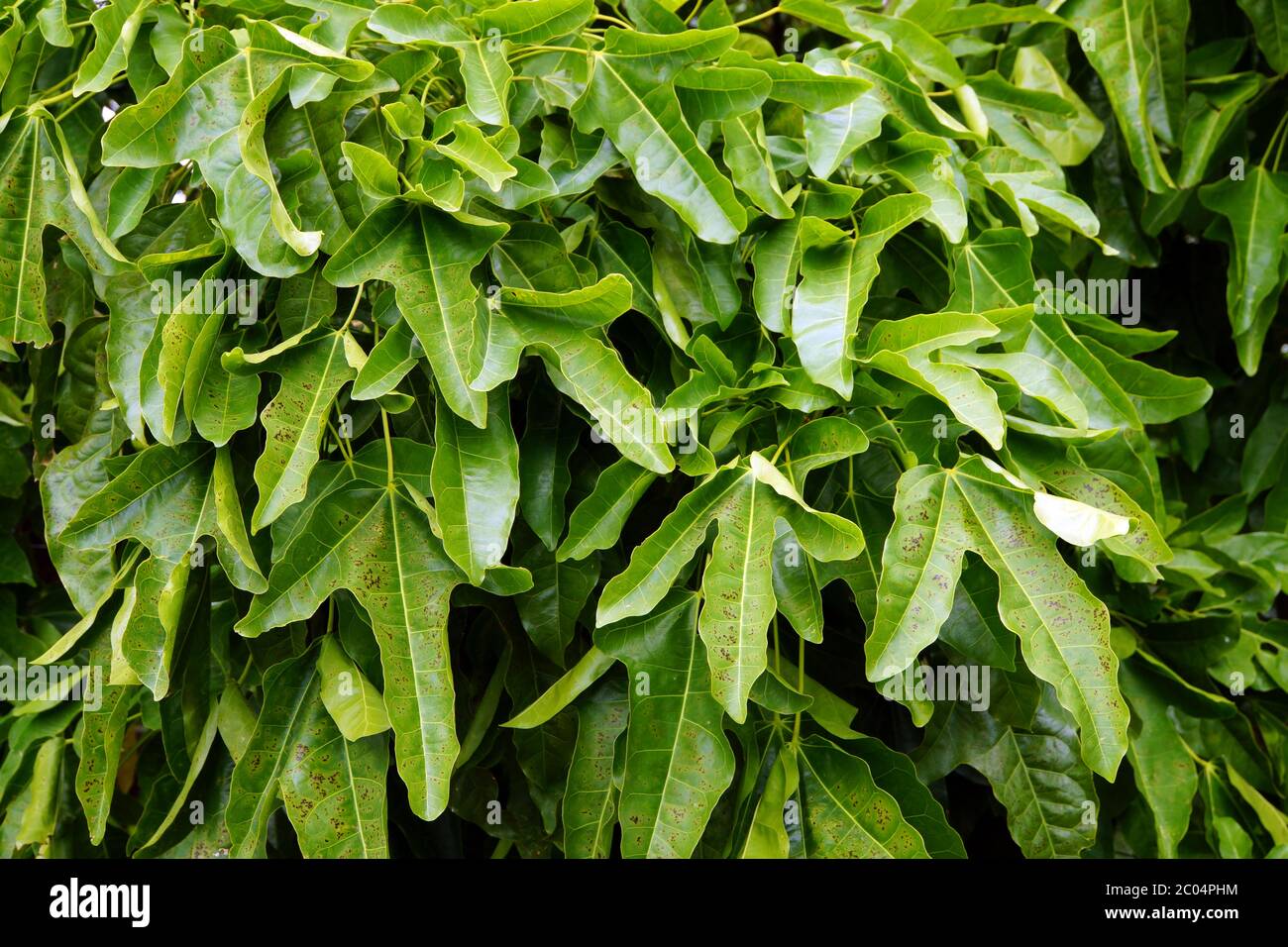 Leaves of the Flaming Bottle Tree (Brachychiton acerifolius Stock Photo ...