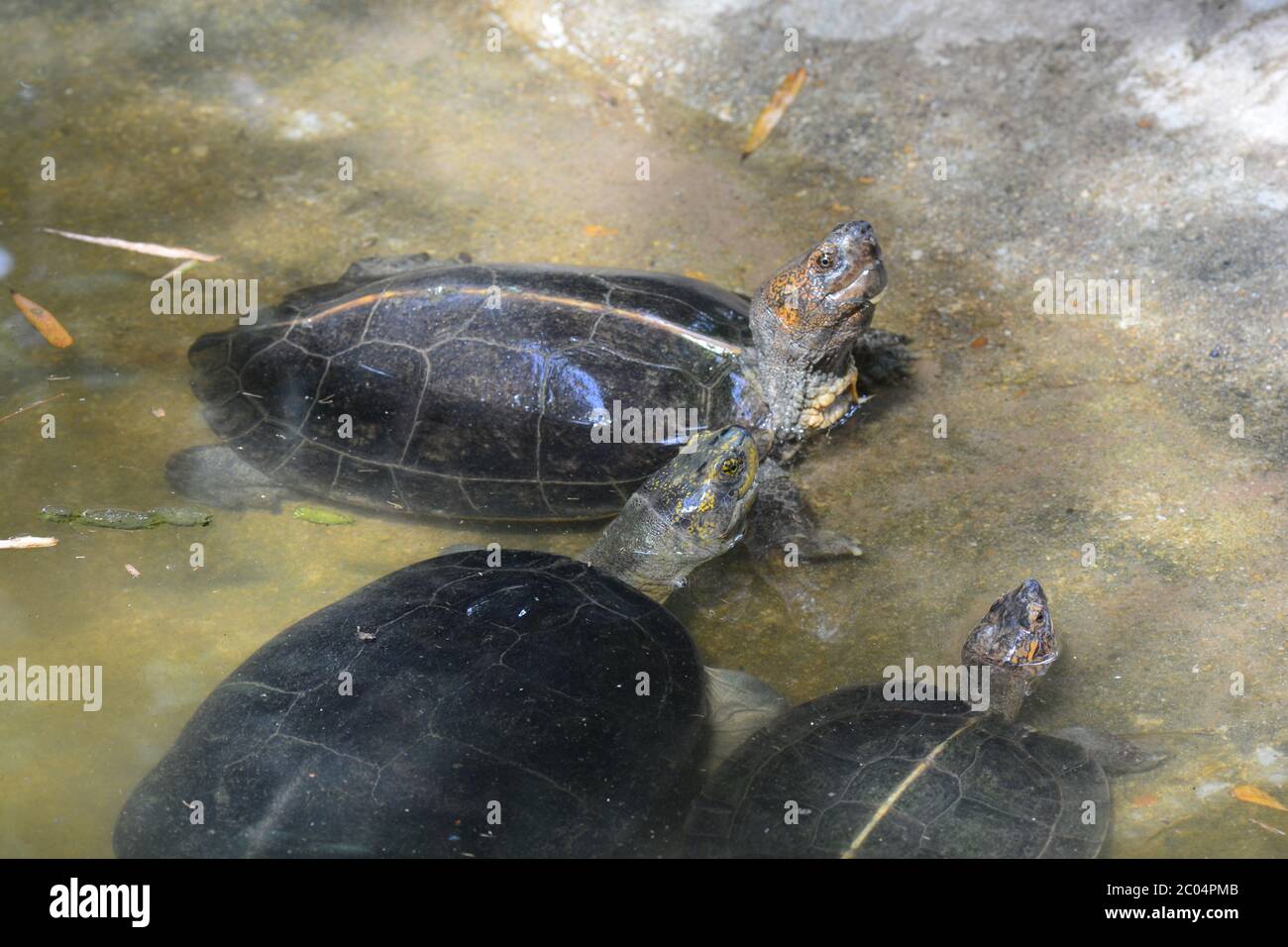 turtles in pond Stock Photo - Alamy