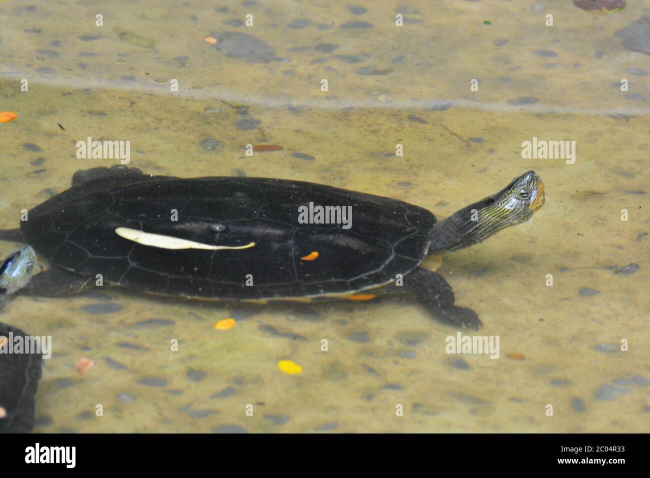 turtles in pond Stock Photo - Alamy