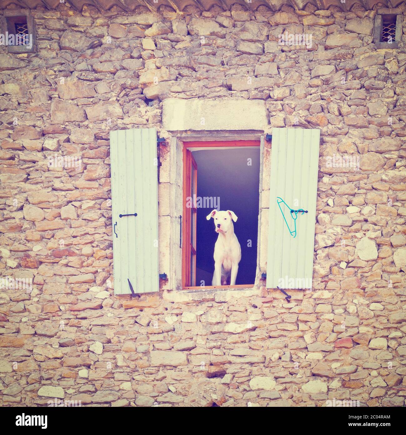 Shutter dog hi-res stock photography and images - Alamy
