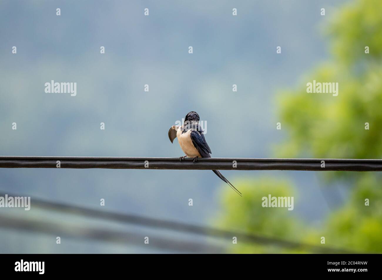Barn swallow cleaning his wings Stock Photo - Alamy