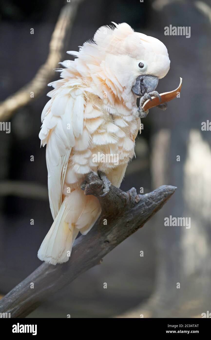 Beautiful white cockatoo Stock Photo - Alamy