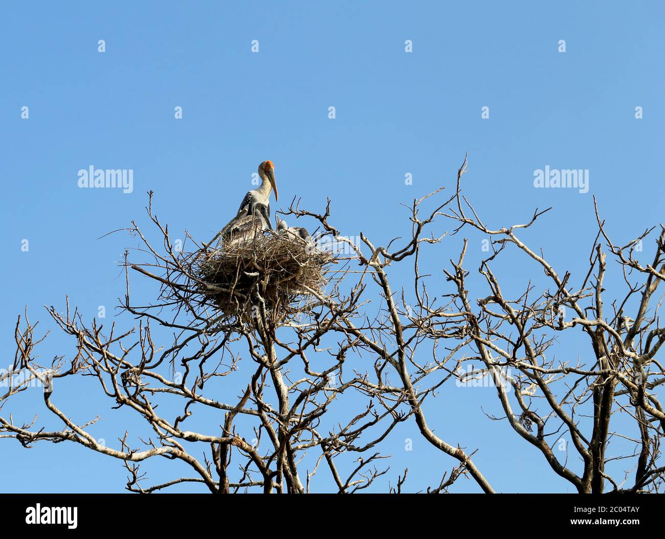 Marie wing hi-res stock photography and images - Alamy