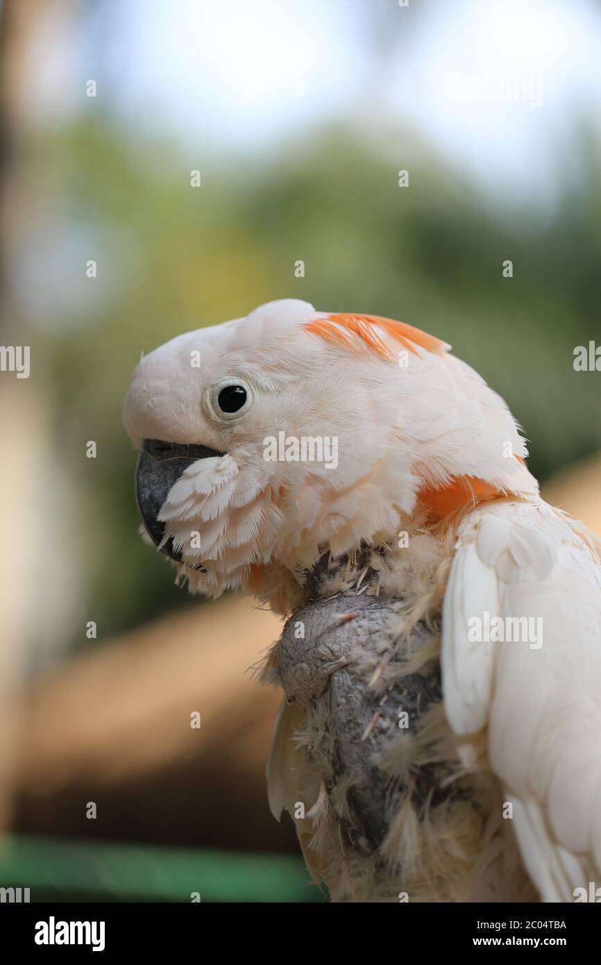 Beautiful white cockatoo Stock Photo - Alamy