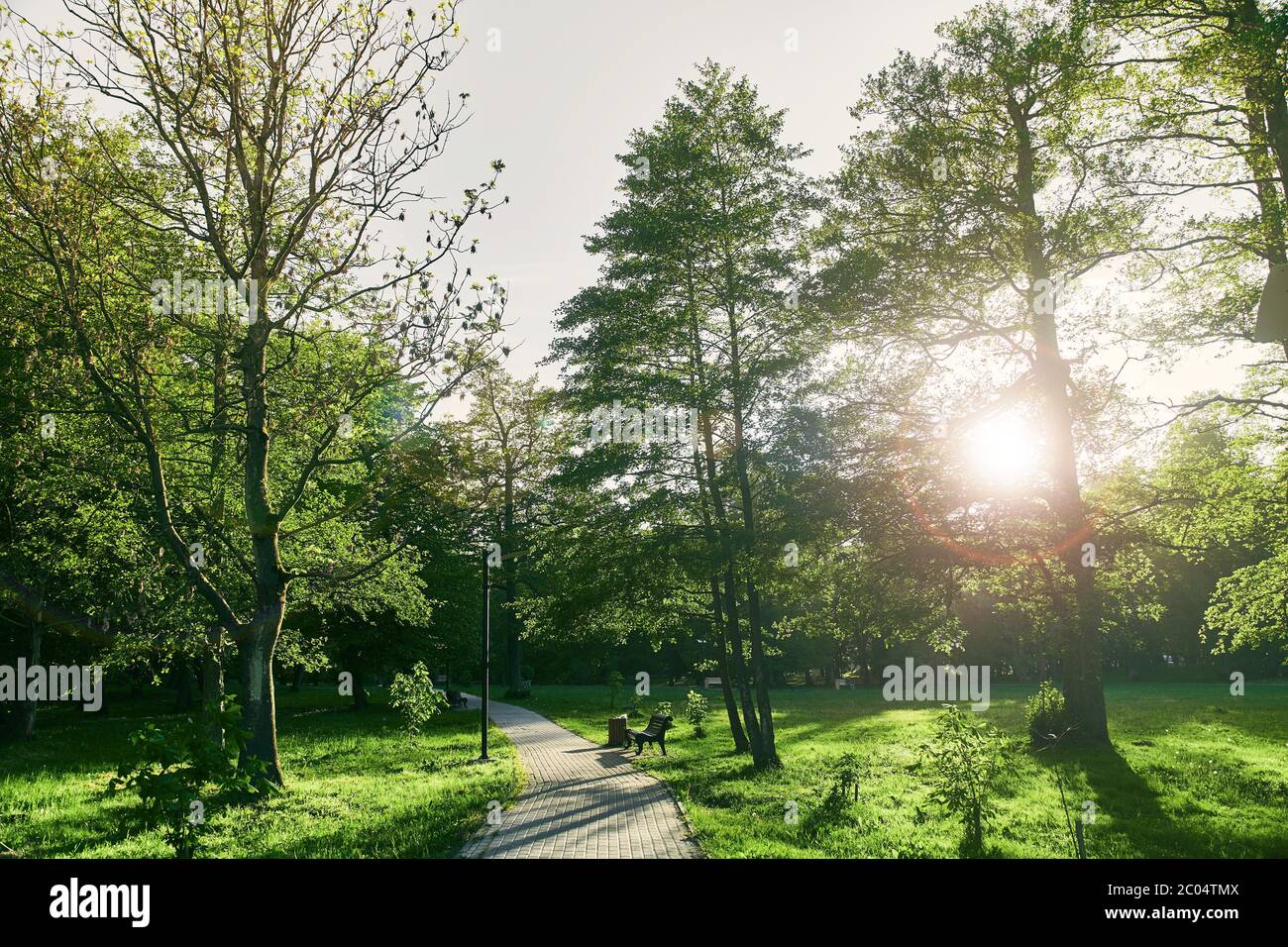 Bright sunny day in park. The sun rays illuminate green grass and trees ...