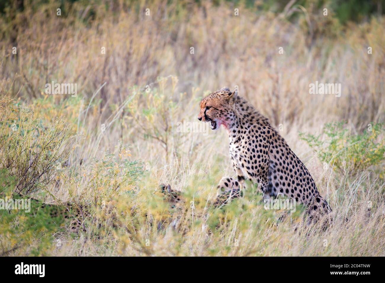 The cheetah eating in the middle of the grass Stock Photo - Alamy