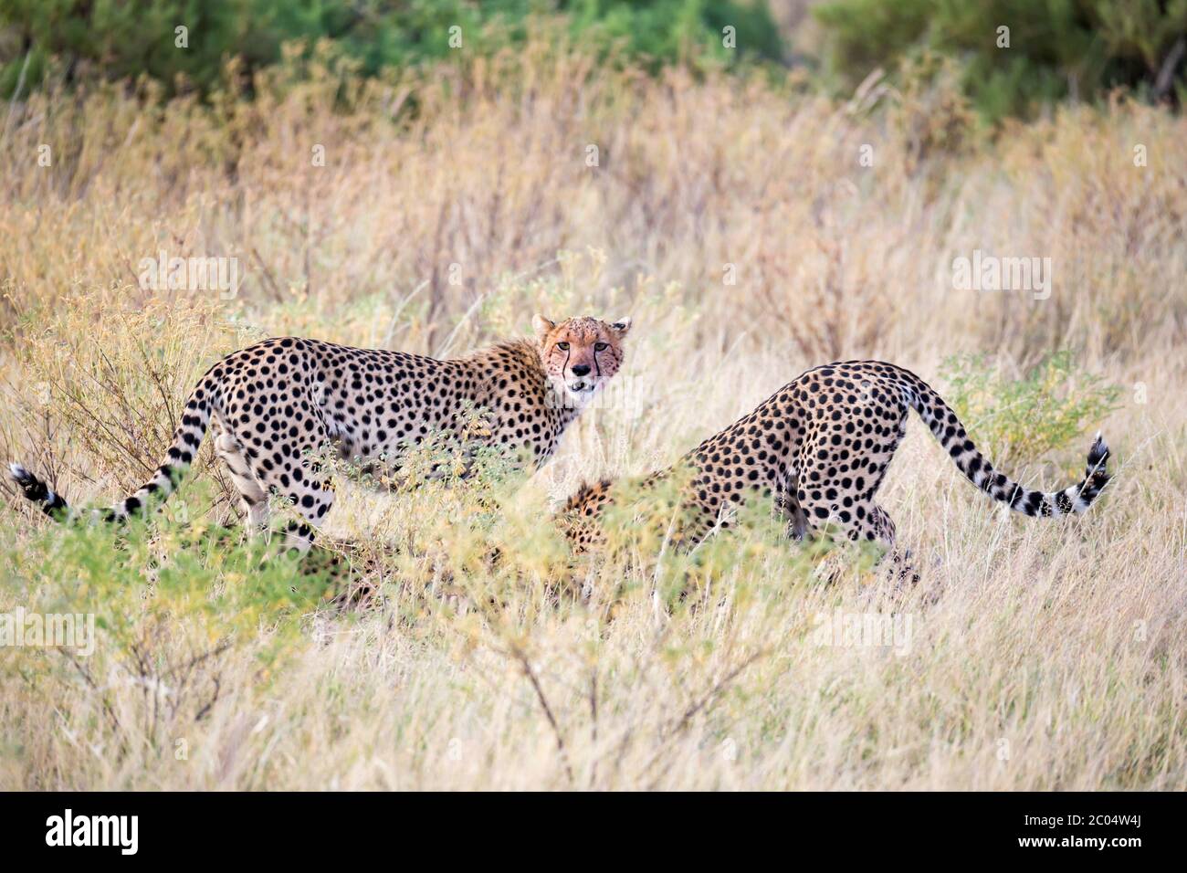The cheetahs eating in the middle of the grass Stock Photo - Alamy