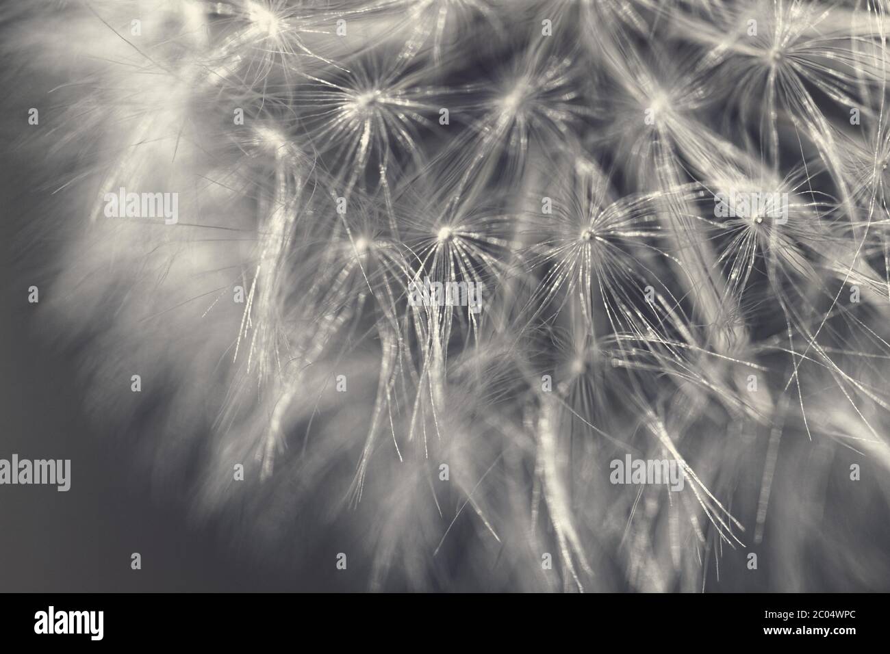 Seeds growth abstract hi-res stock photography and images - Alamy