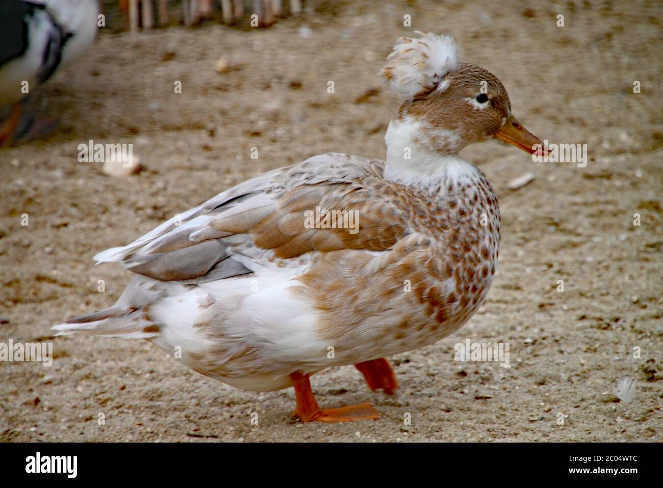 Bouffant High Resolution Stock Photography and Images - Alamy