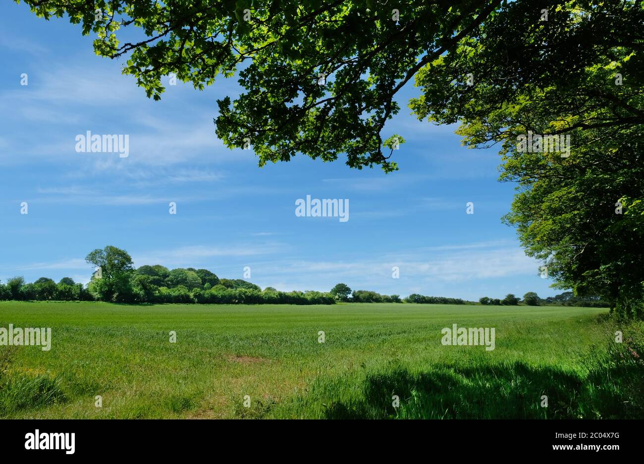 A large empty English field bathed in sunlight, Cornwall, England, UK ...