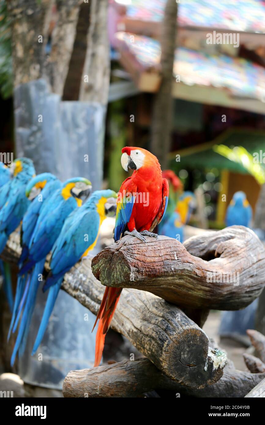 Big beautiful macaws Stock Photo - Alamy