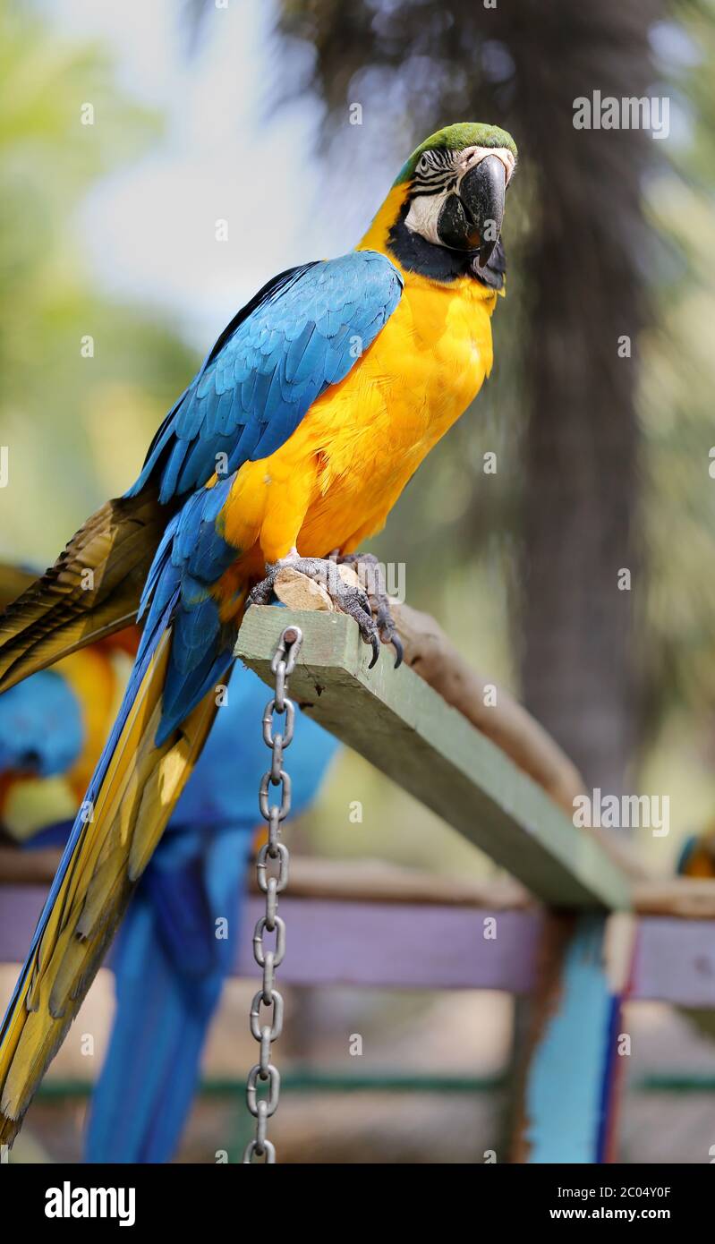 Big beautiful macaws Stock Photo - Alamy