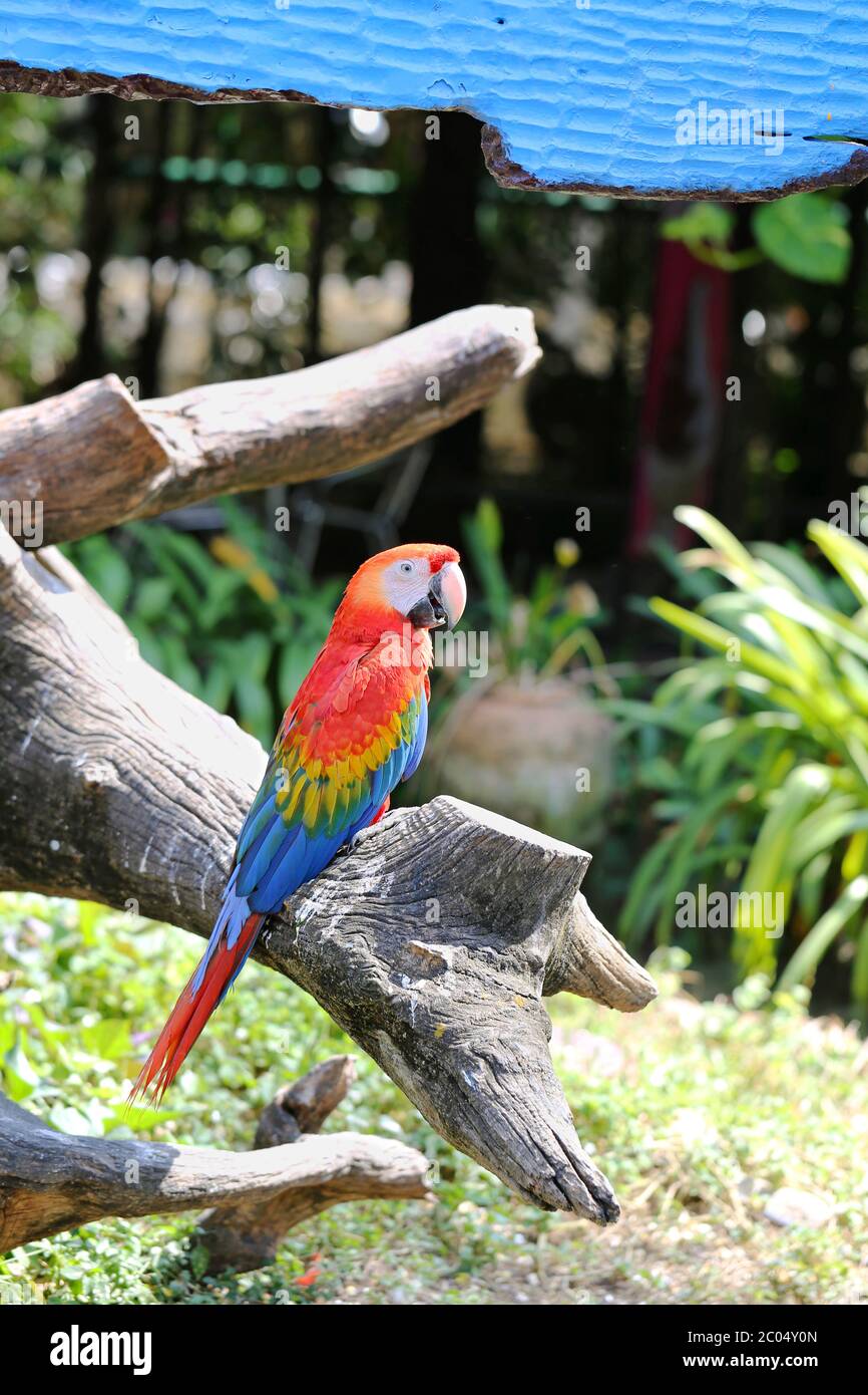 Big beautiful macaws Stock Photo - Alamy
