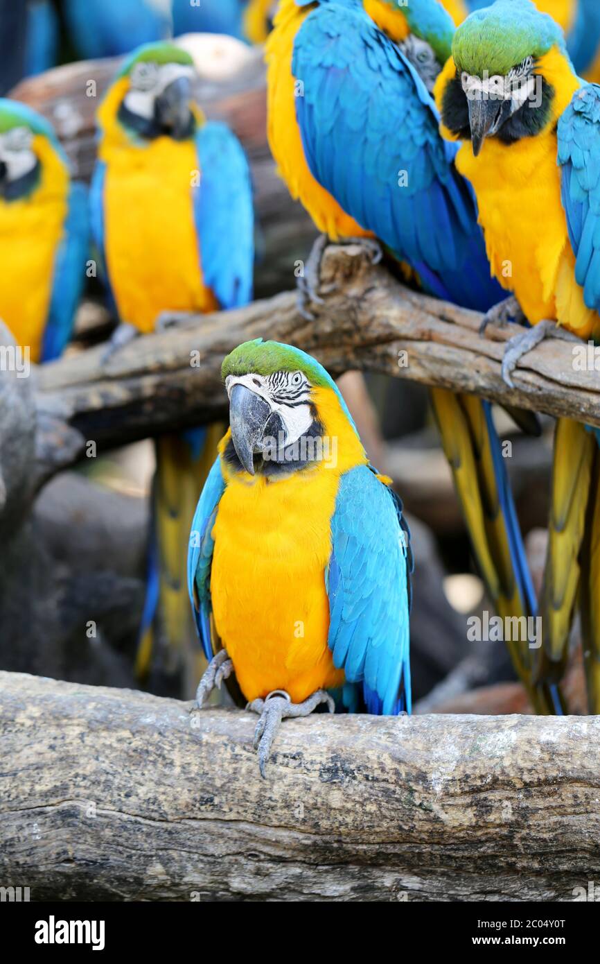 Rare macaws hi-res stock photography and images - Alamy