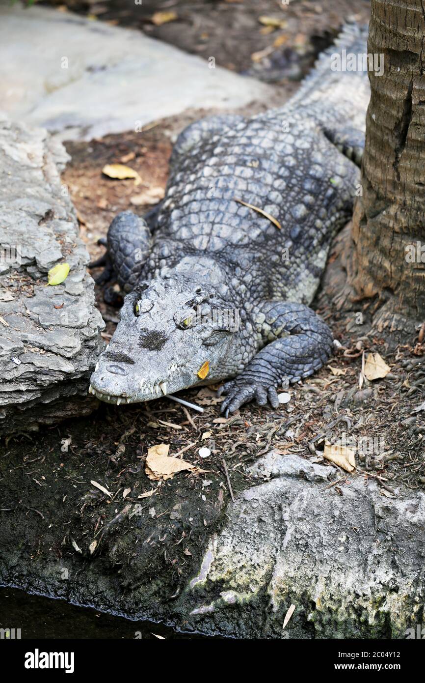 Crocodile scale detail hi-res stock photography and images - Alamy