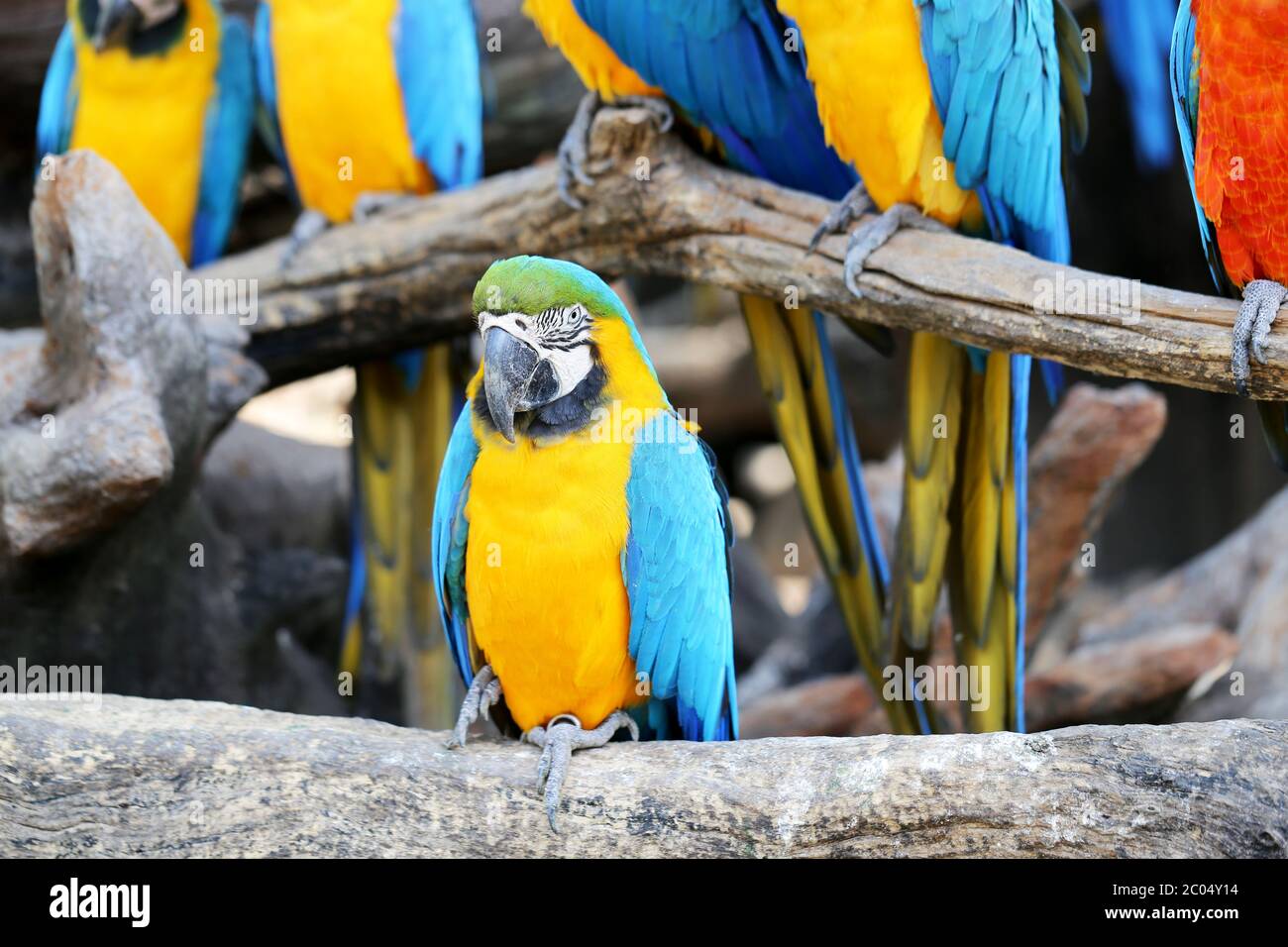 Big beautiful macaws Stock Photo - Alamy