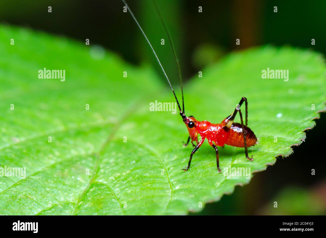 Conocephalus Melas tiny red Cricket Stock Photo - Alamy