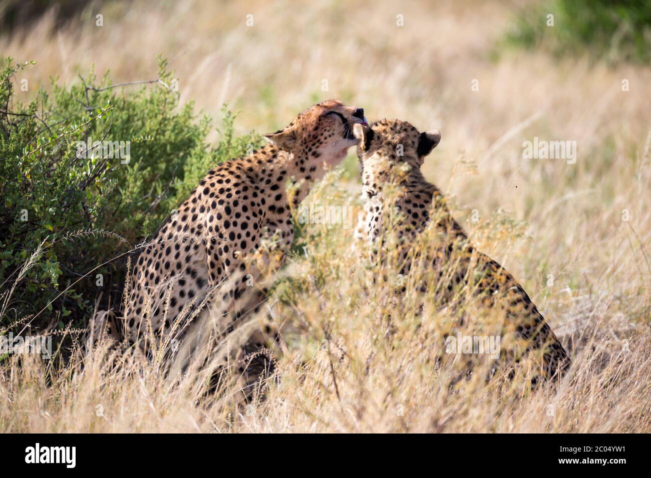 Cheetah specie acinonyx jubatus hi-res stock photography and images - Alamy