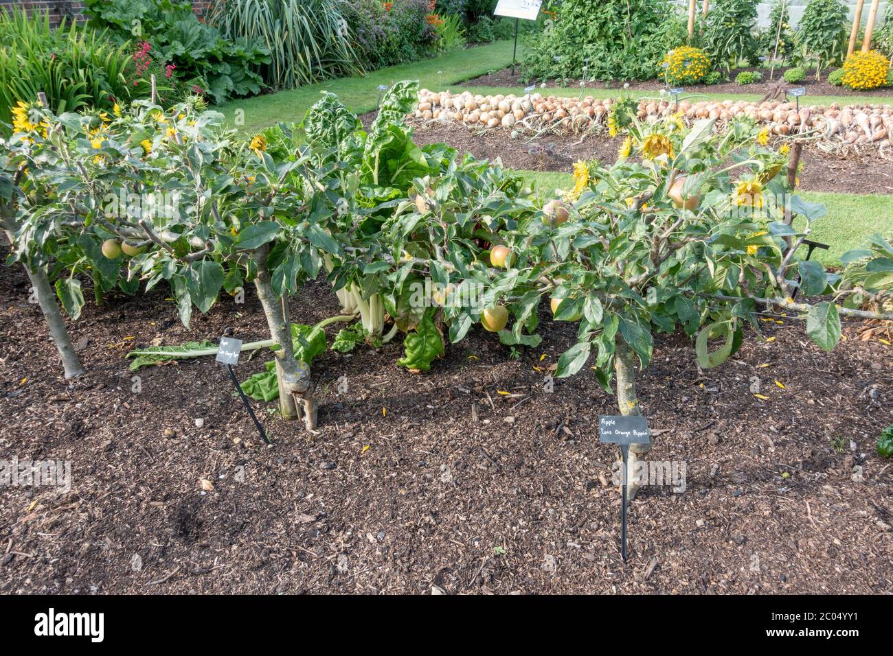 Cox's Orange Pippin apple trees in the Royal Botanic Gardens, Kew ...