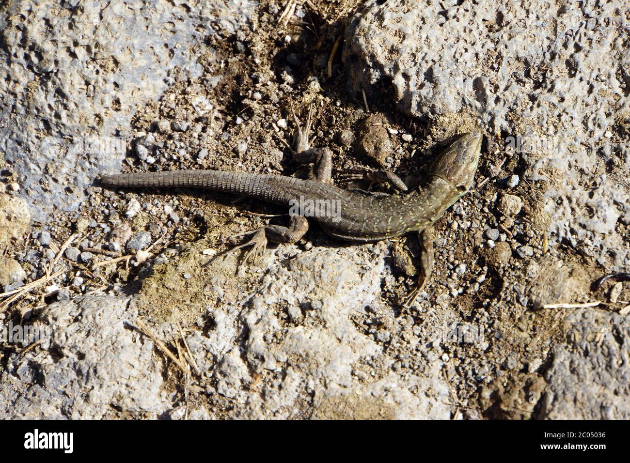 Gallotia Galloti Galloti High Resolution Stock Photography and Images ...