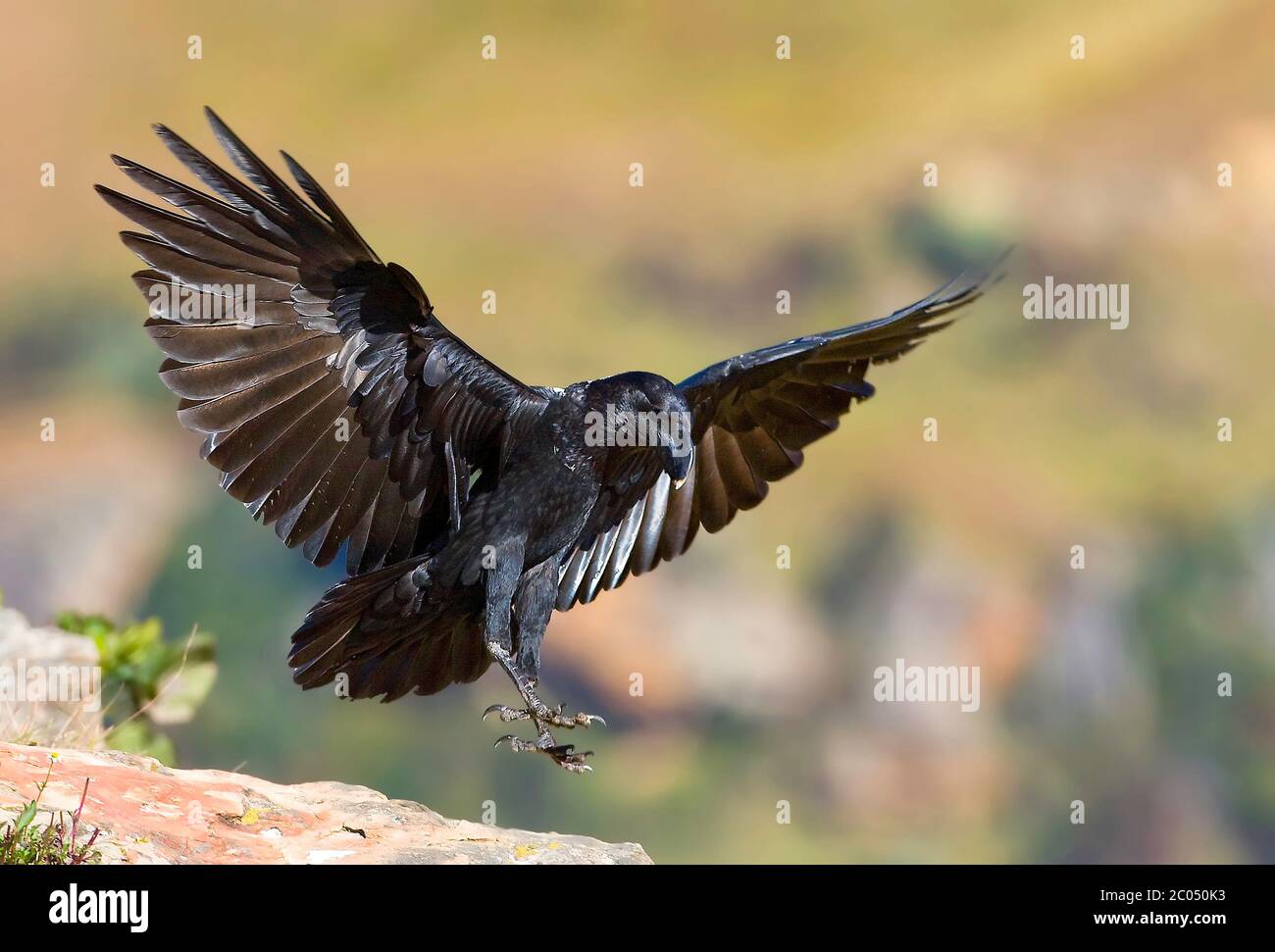 crow in flight Stock Photo - Alamy
