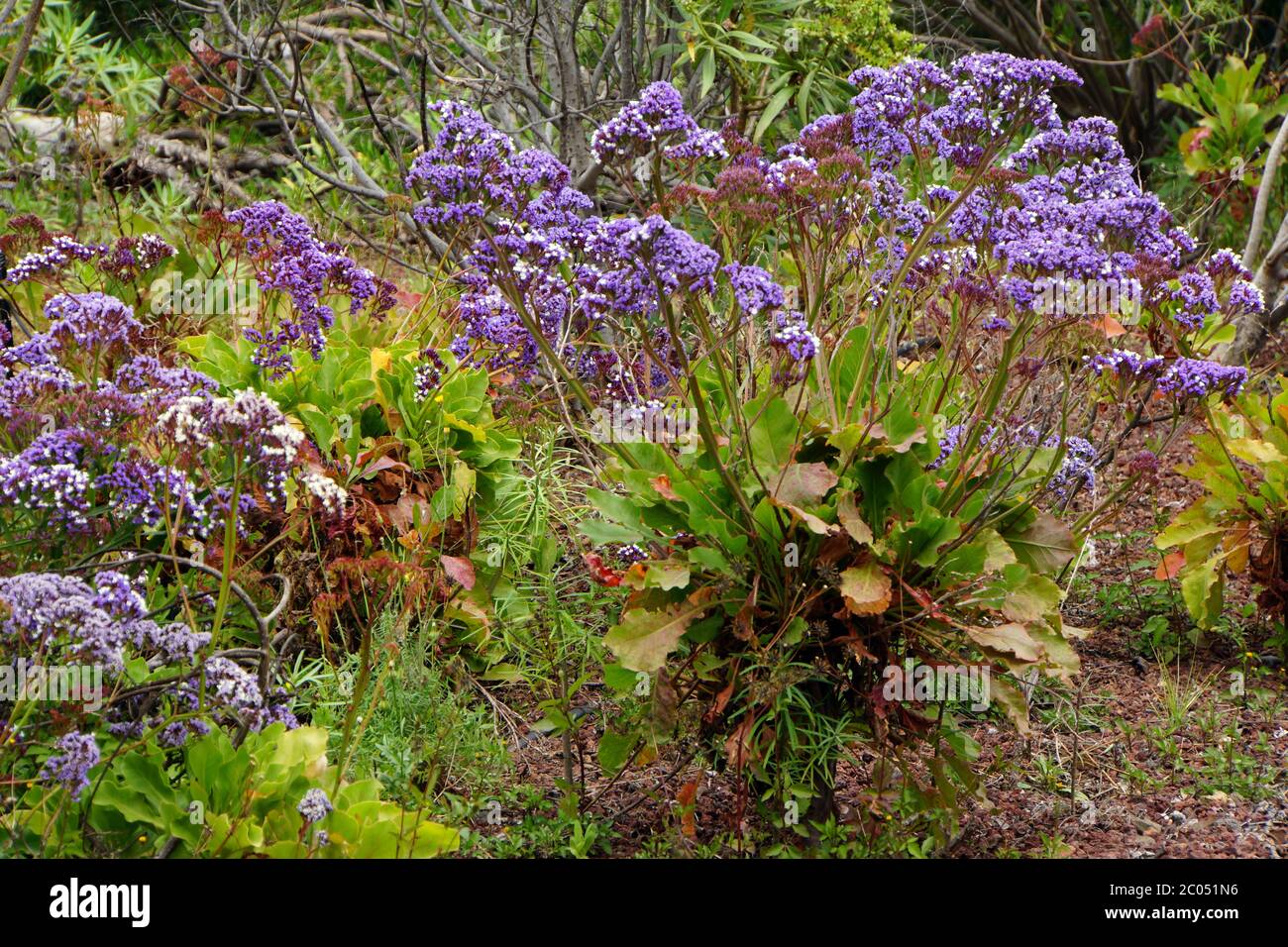 Bushy beach lilac - Limonium fruticans Stock Photo - Alamy