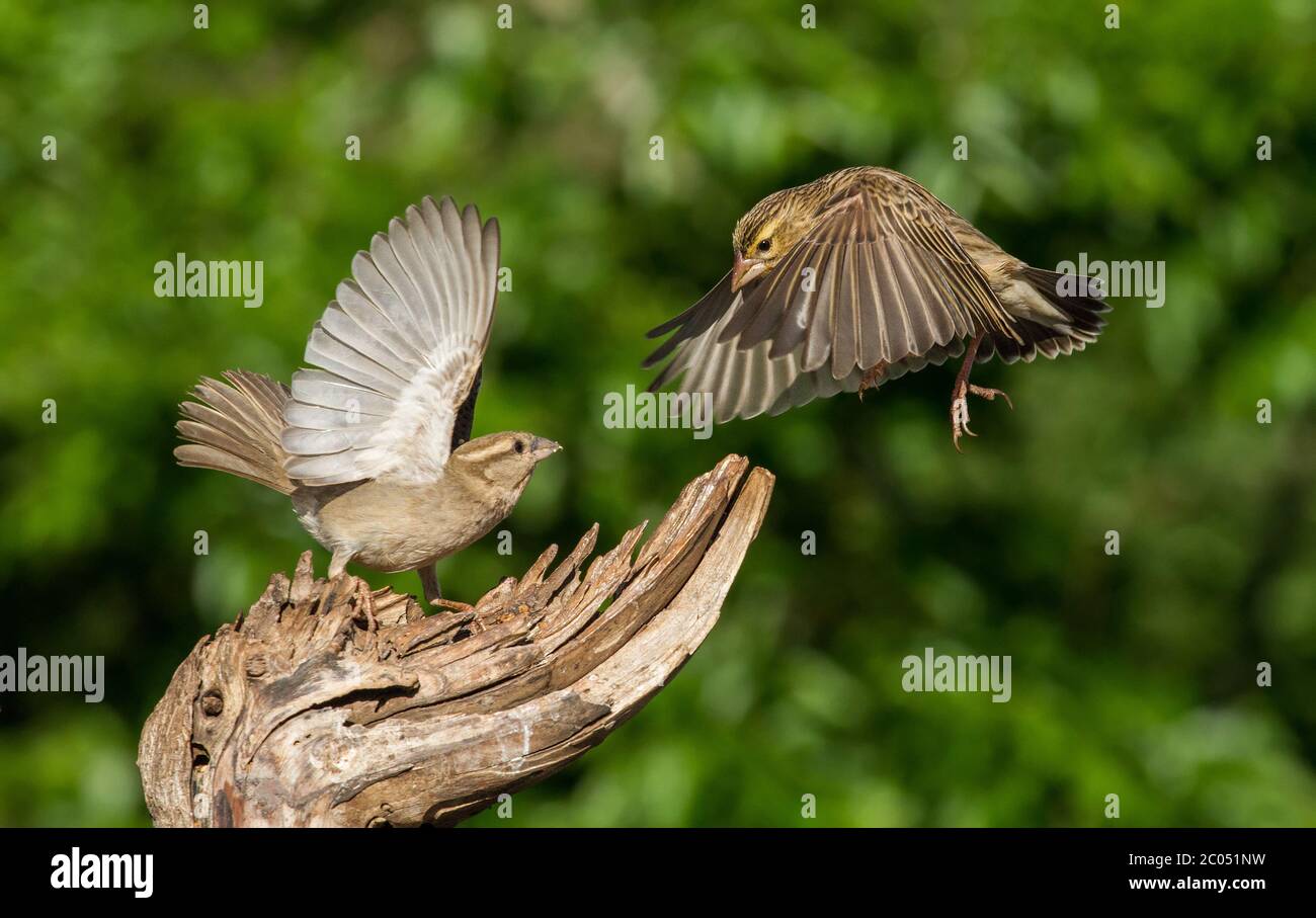 garden bird interaction Stock Photo - Alamy