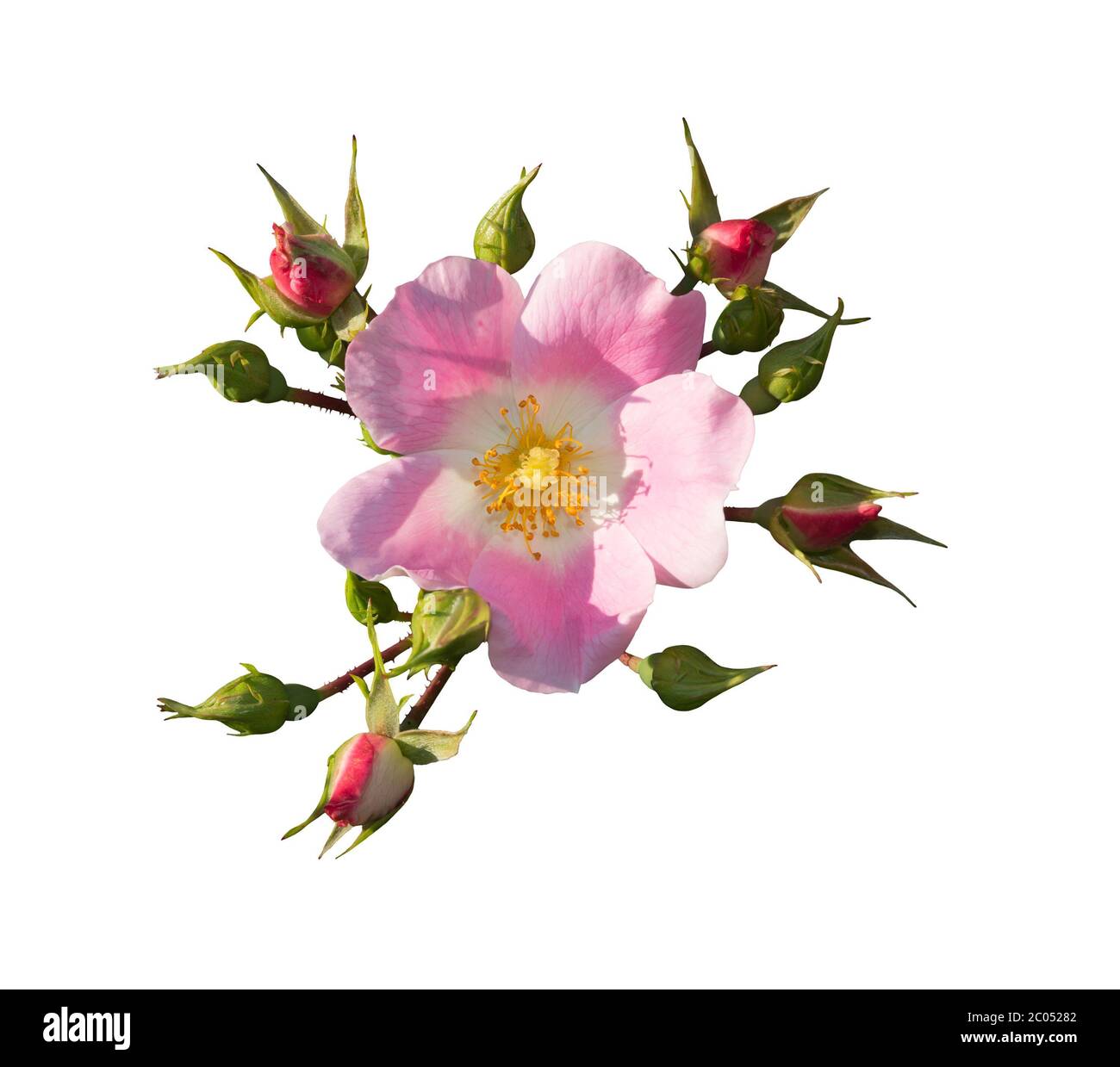 Wild pink rose with four buds isolated on white Stock Photo - Alamy