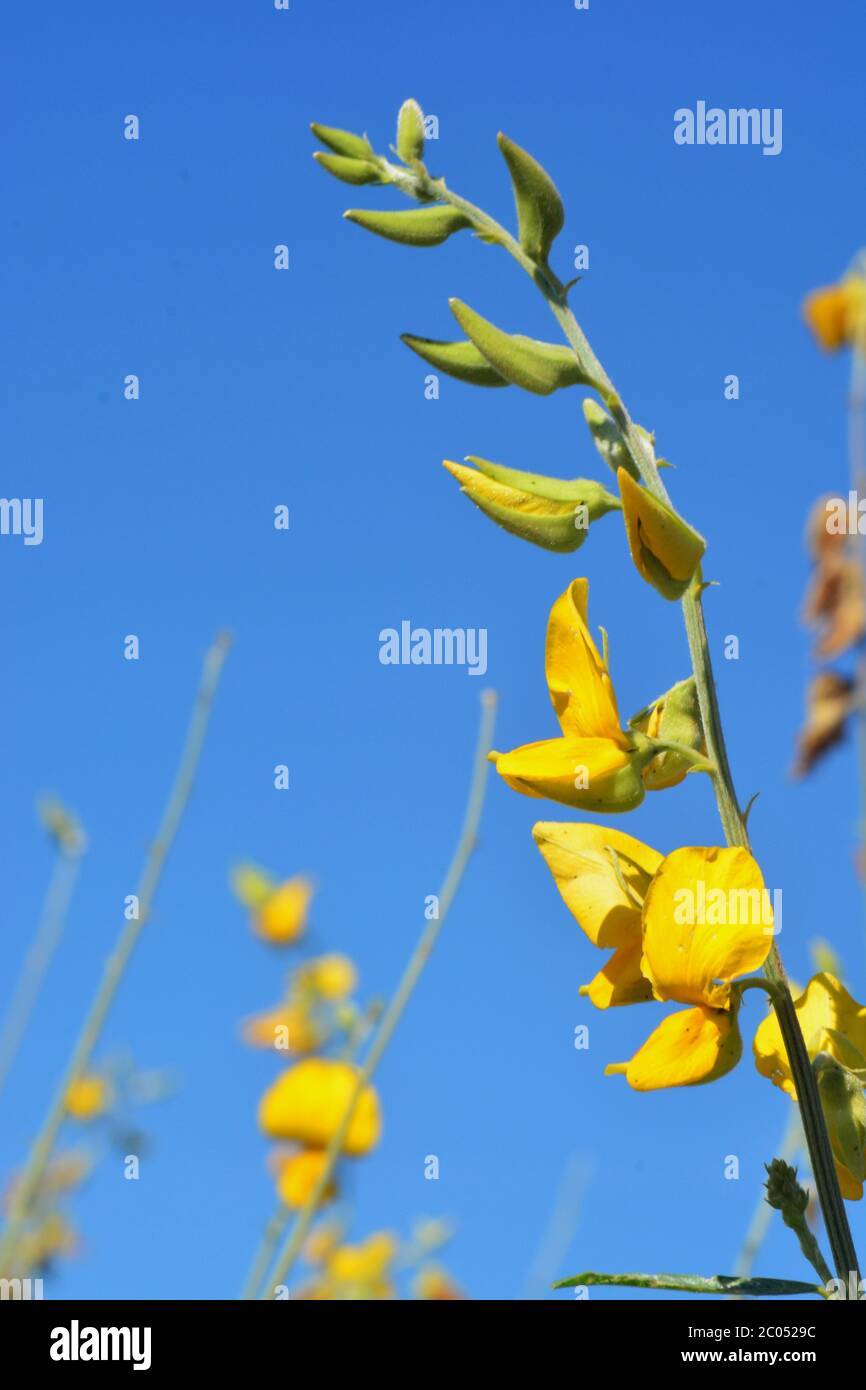 Close up Blooming yellow Sunn hemp flowers or Crotalaria juncea is a ...