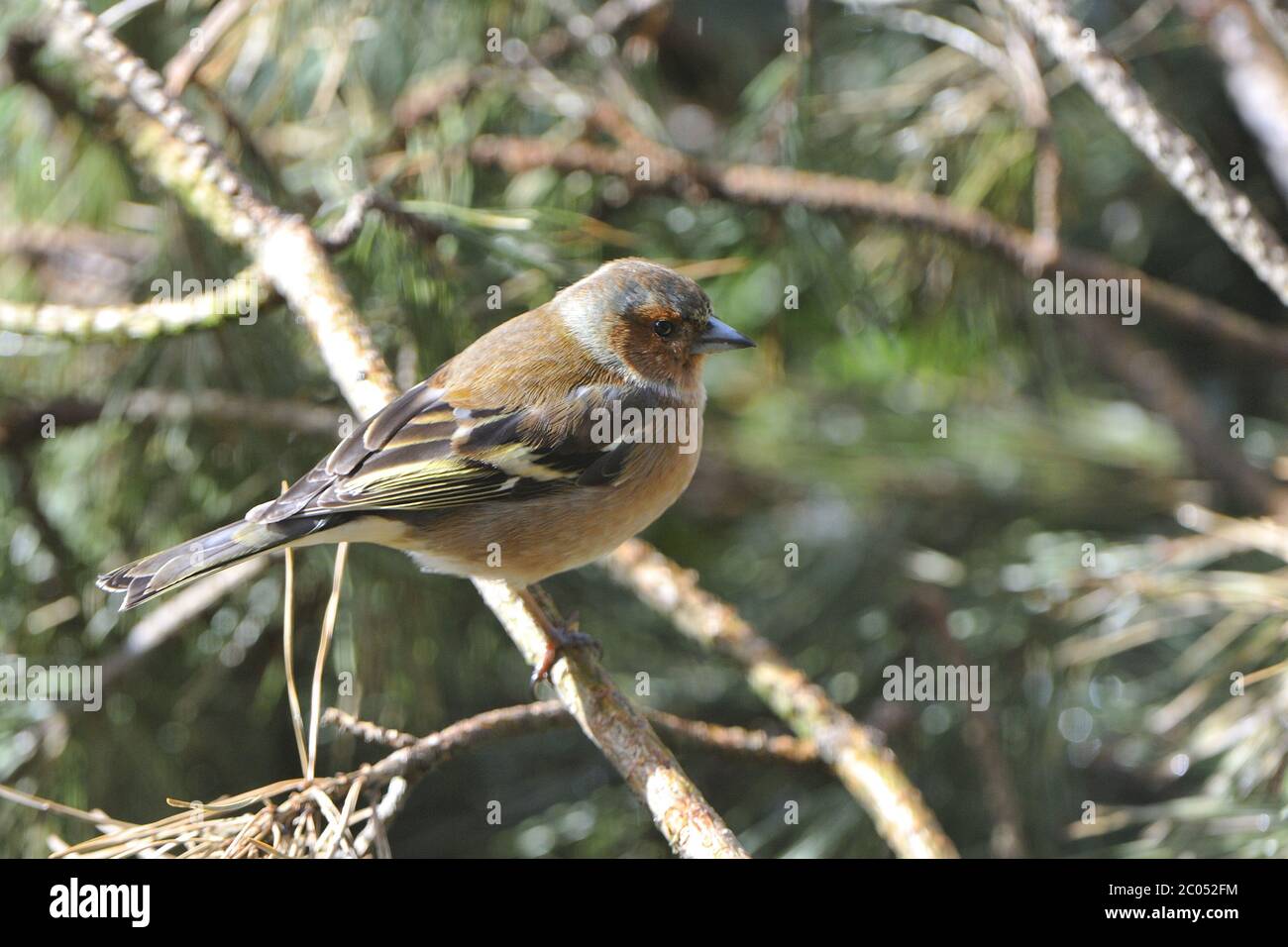 Chaffinchs hi-res stock photography and images - Alamy