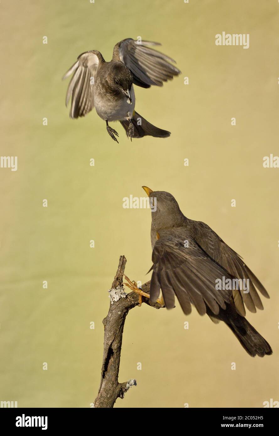 garden bird interaction Stock Photo - Alamy