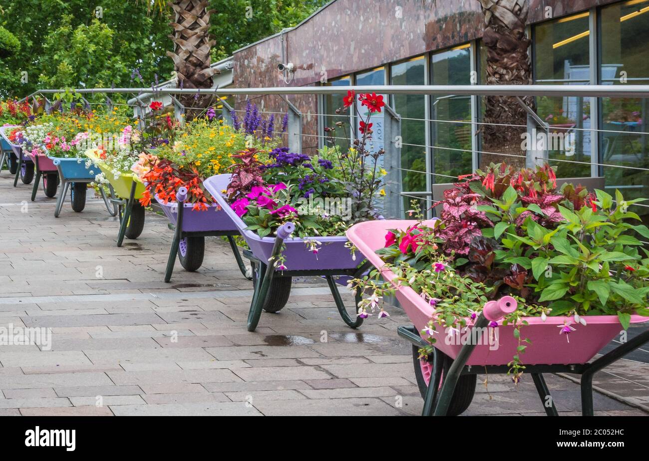 Plastic wheelbarrows of various colors used for floral decorations ...
