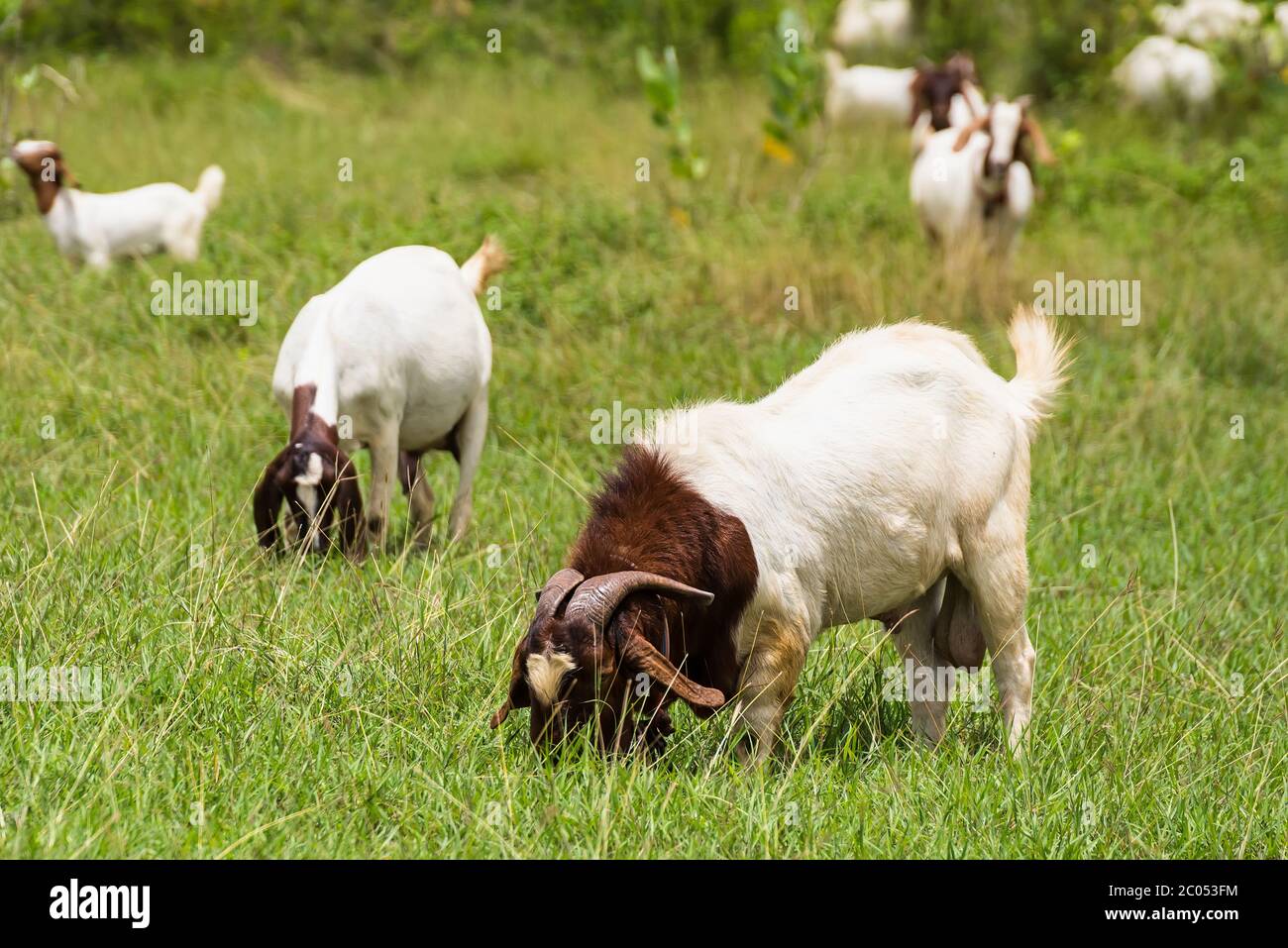 Goat goats farm livestock animal barnyard country rural hi-res stock ...