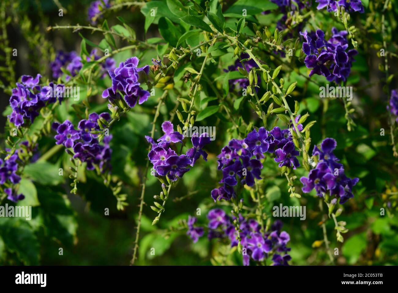 Duranta, Golden Dewdrop, Crepping Sky Flower, Pigeon Berry or Duranta ...