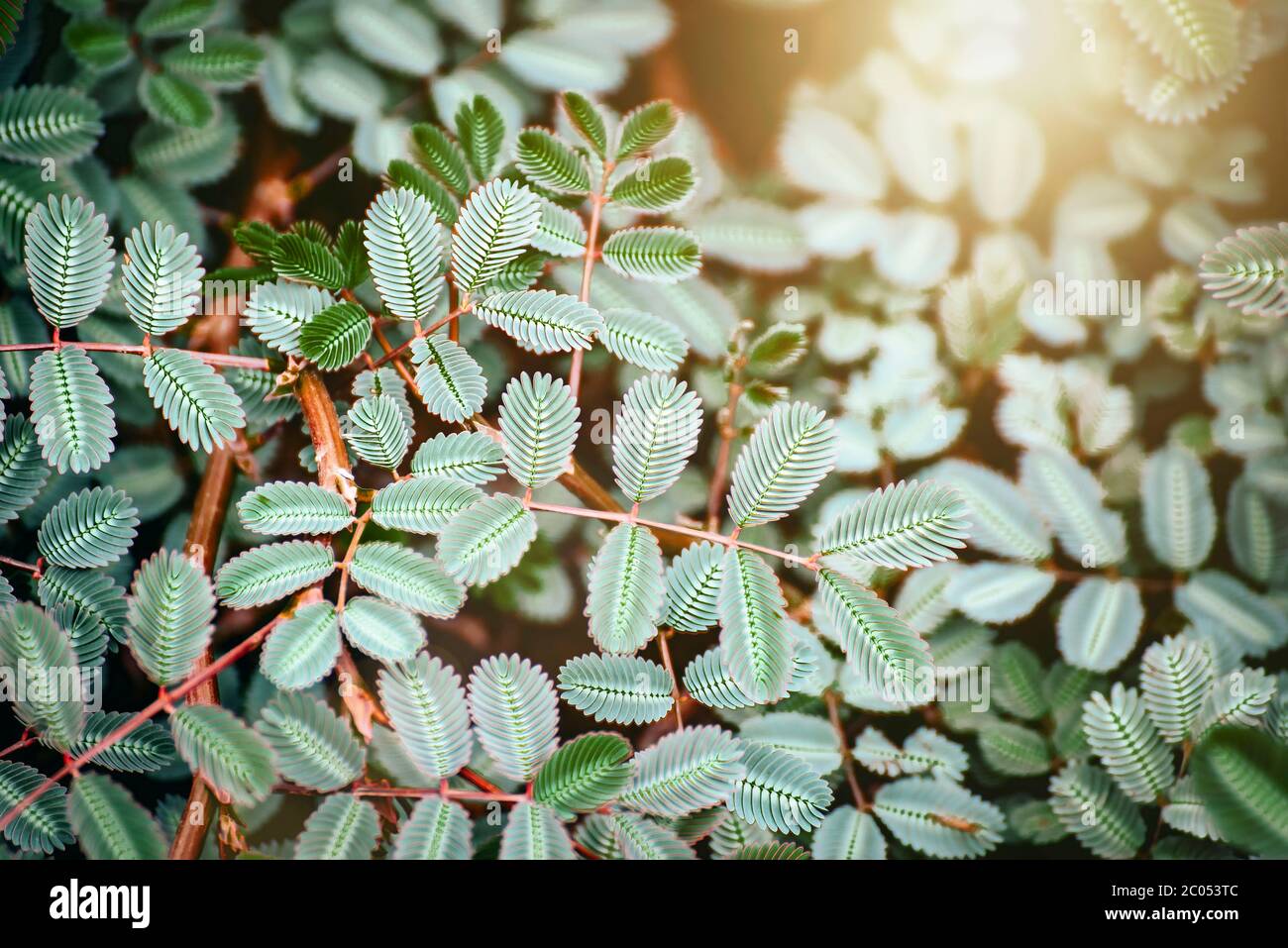 Green leaves with Morning sun light for backgrounds and wallpapers ...