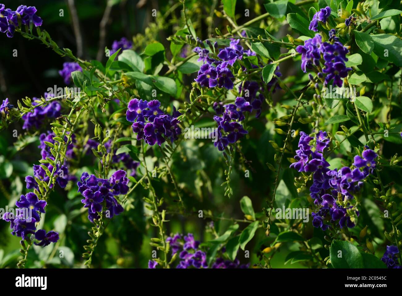 Duranta, Golden Dewdrop, Crepping Sky Flower, Pigeon Berry or Duranta ...