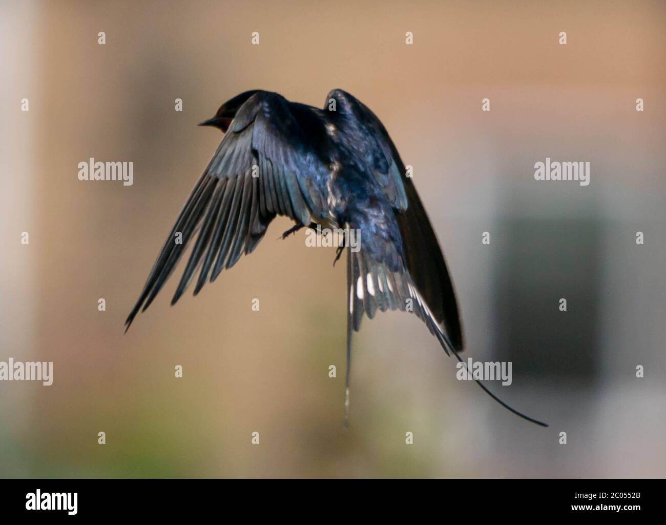 Small fast moving birds hi-res stock photography and images - Alamy