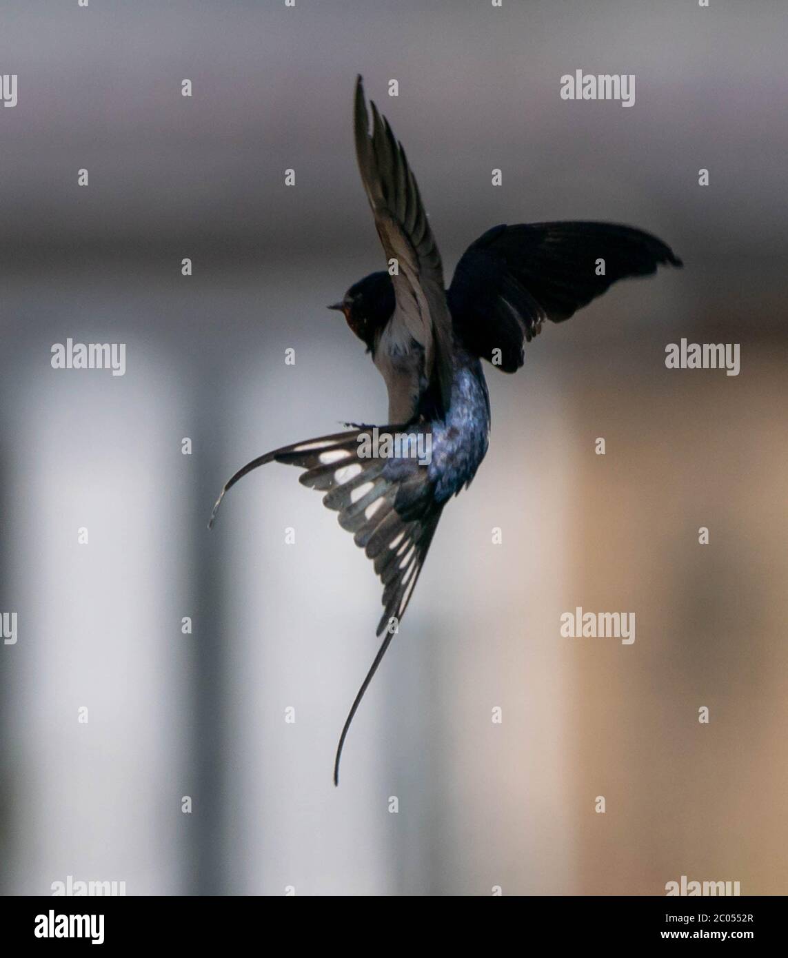 Small fast moving birds hi-res stock photography and images - Alamy