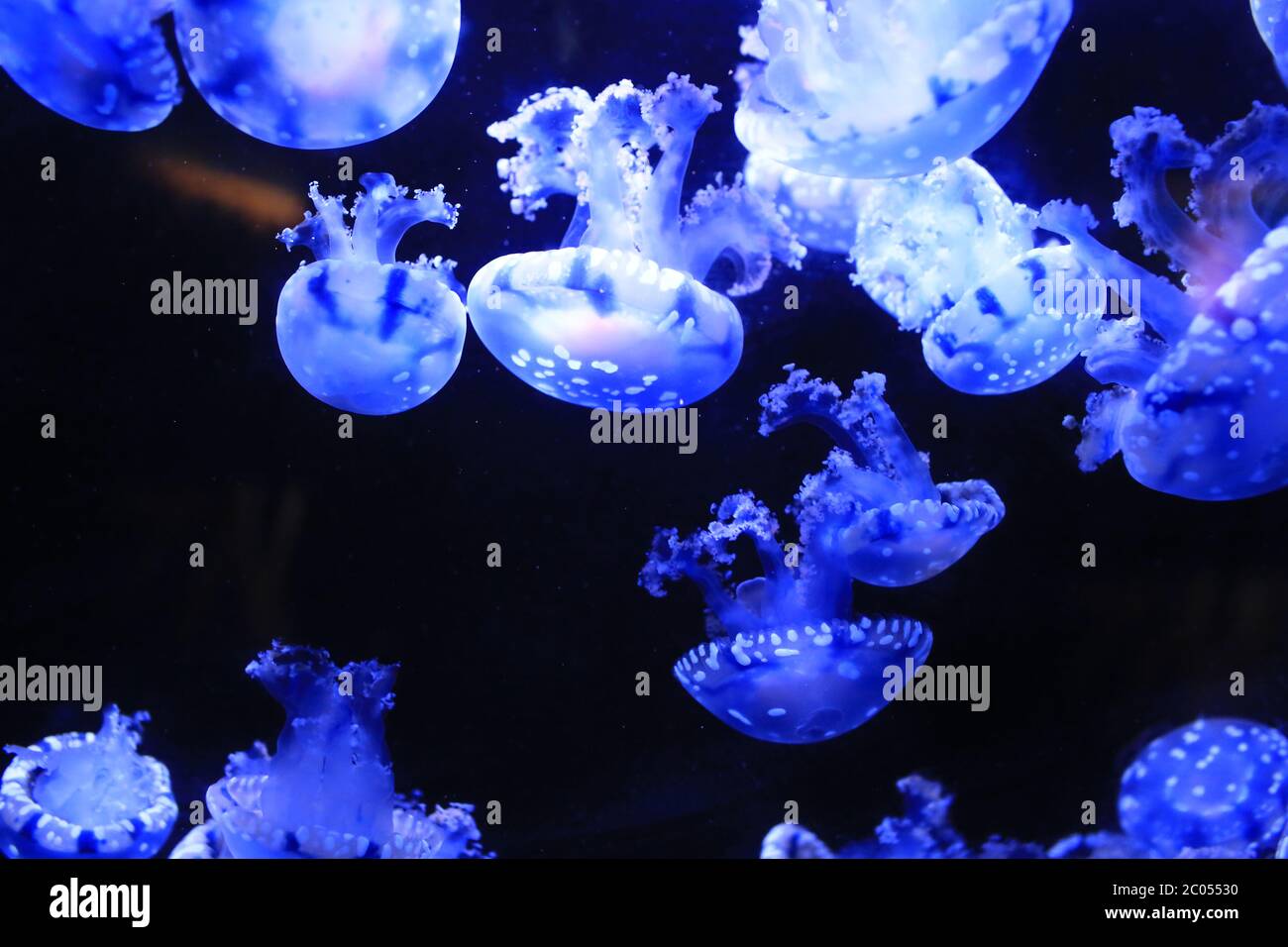 blue Jellyfish sea Stock Photo - Alamy