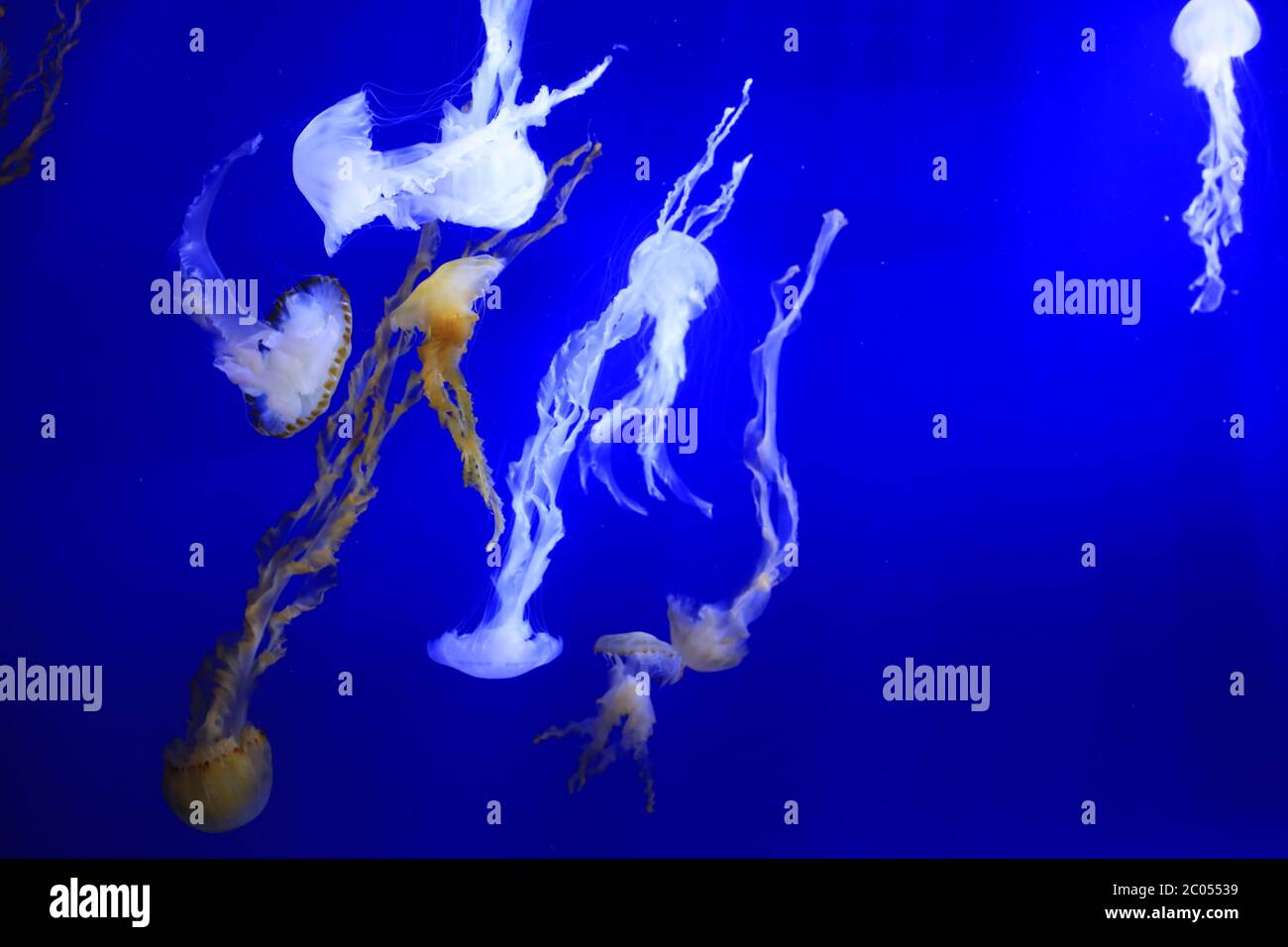 blue Jellyfish sea Stock Photo - Alamy