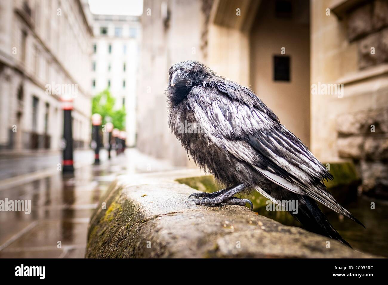 Fledgling crows hi-res stock photography and images - Alamy