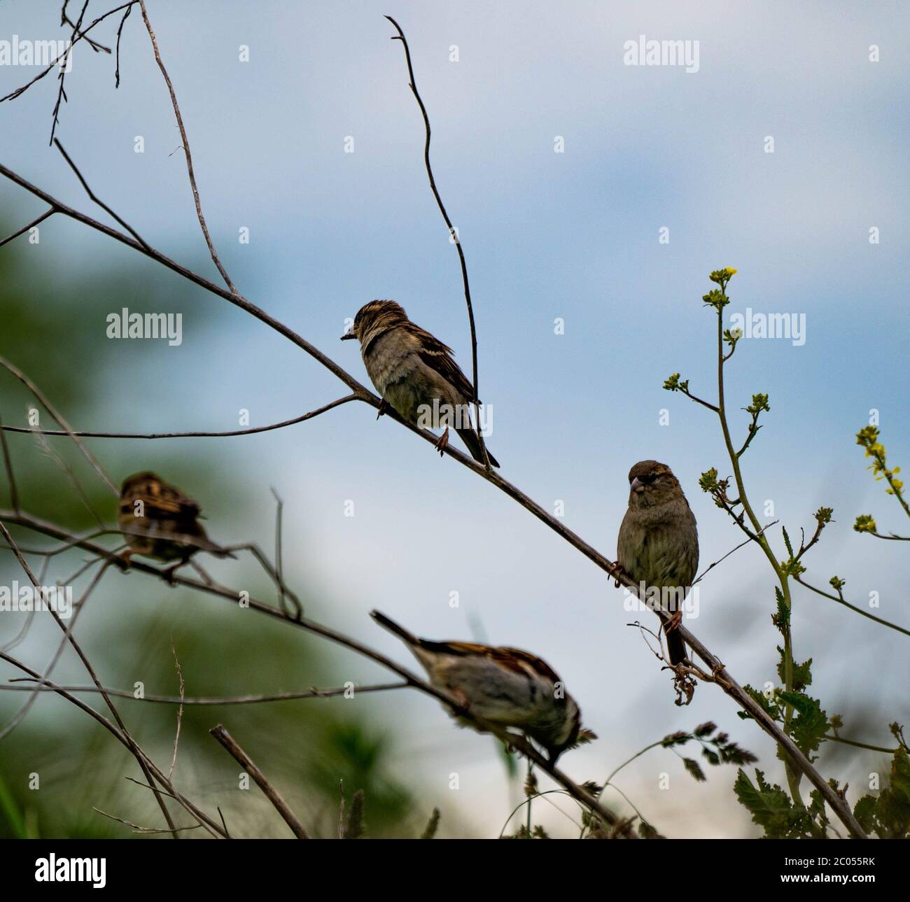 tree sparrow small bird Stock Photo - Alamy