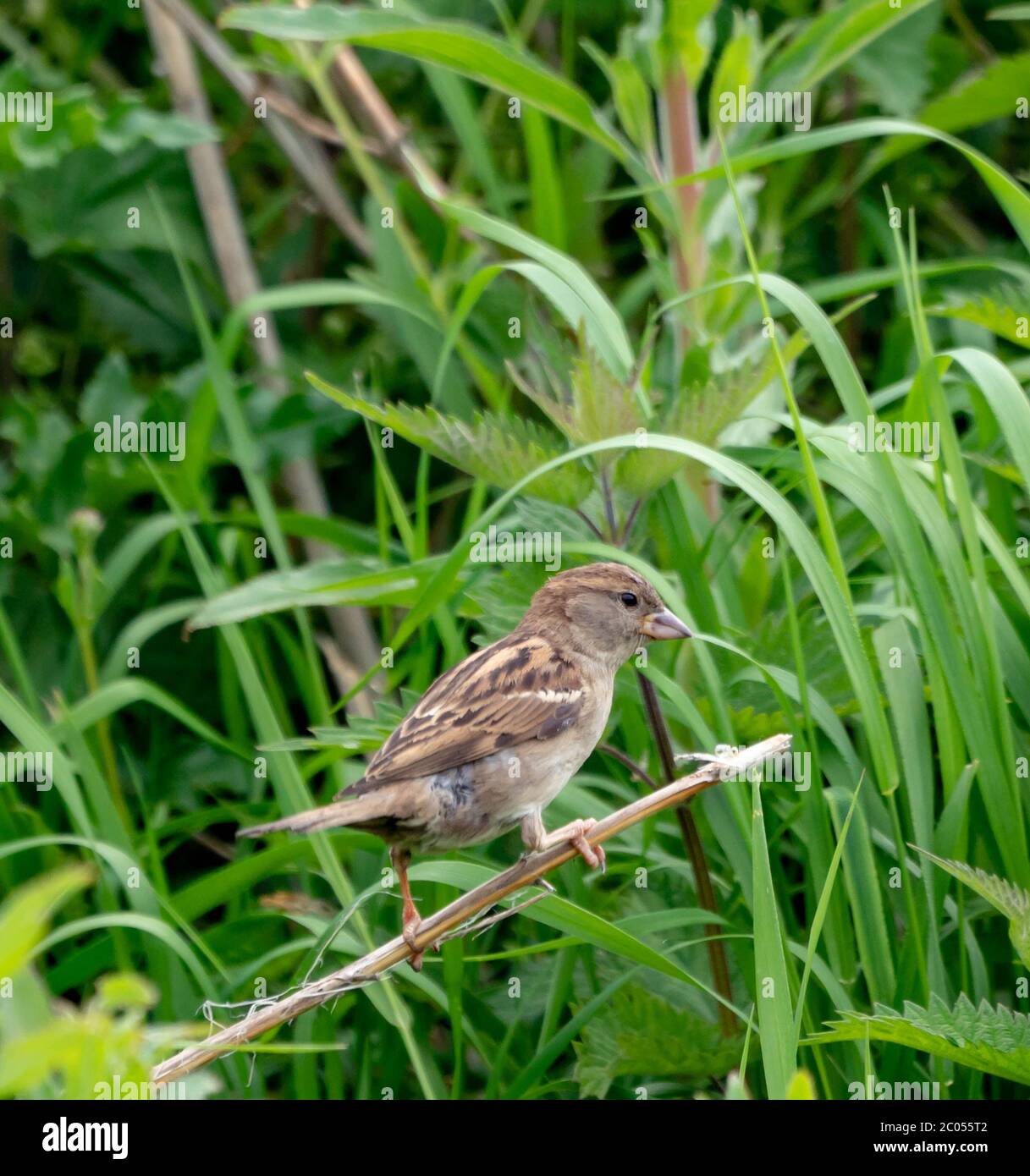 tree sparrow small bird Stock Photo - Alamy