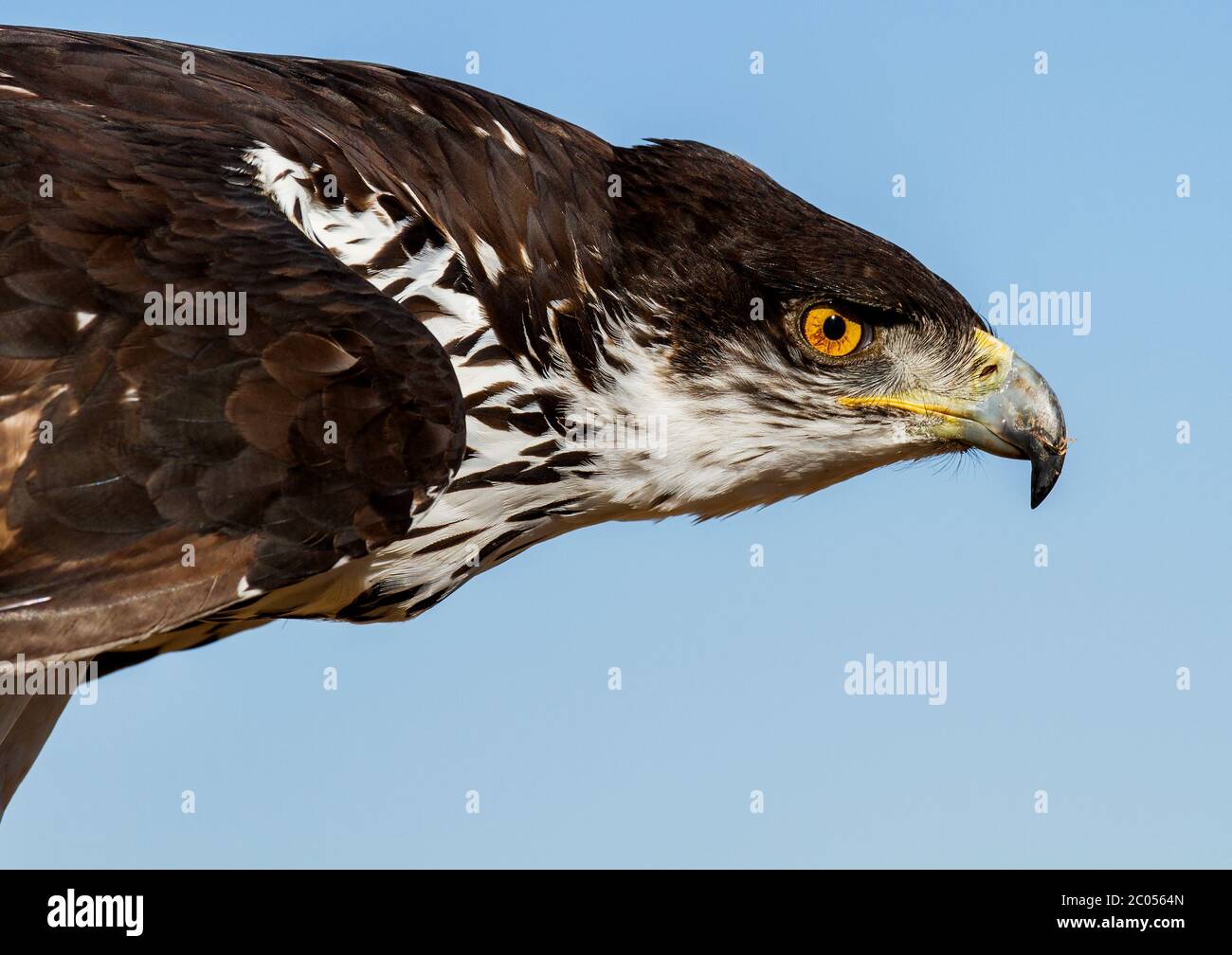 bird of prey portrait Stock Photo - Alamy