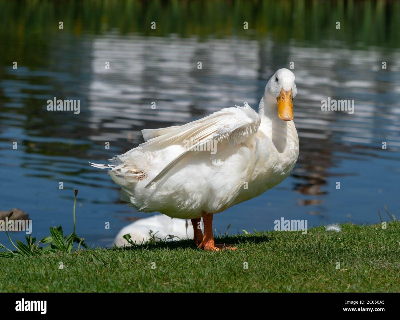 white goose preening Stock Photo - Alamy