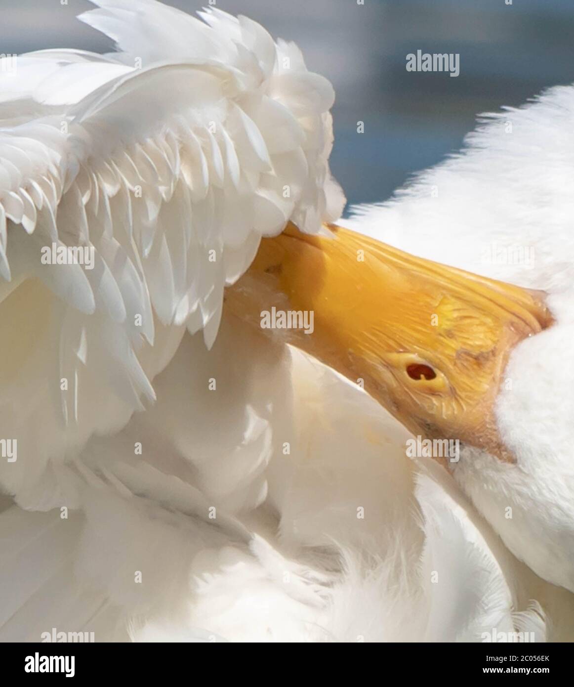 white goose preening Stock Photo - Alamy