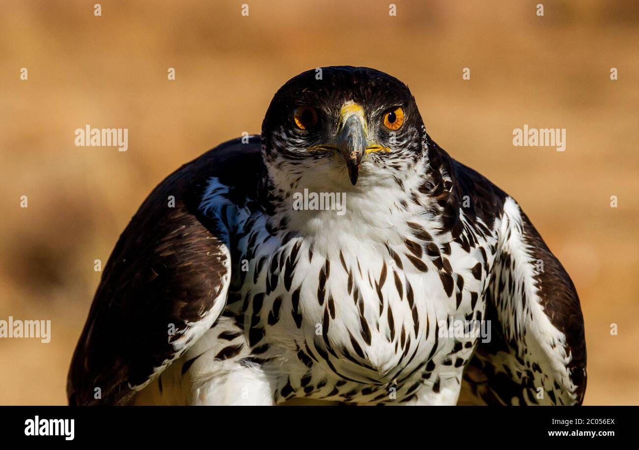 bird of prey portrait Stock Photo - Alamy