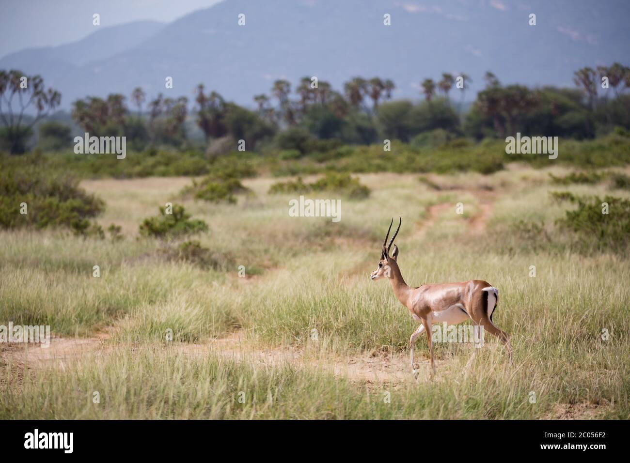The antelopes in the grass landscape of Kenya Stock Photo - Alamy