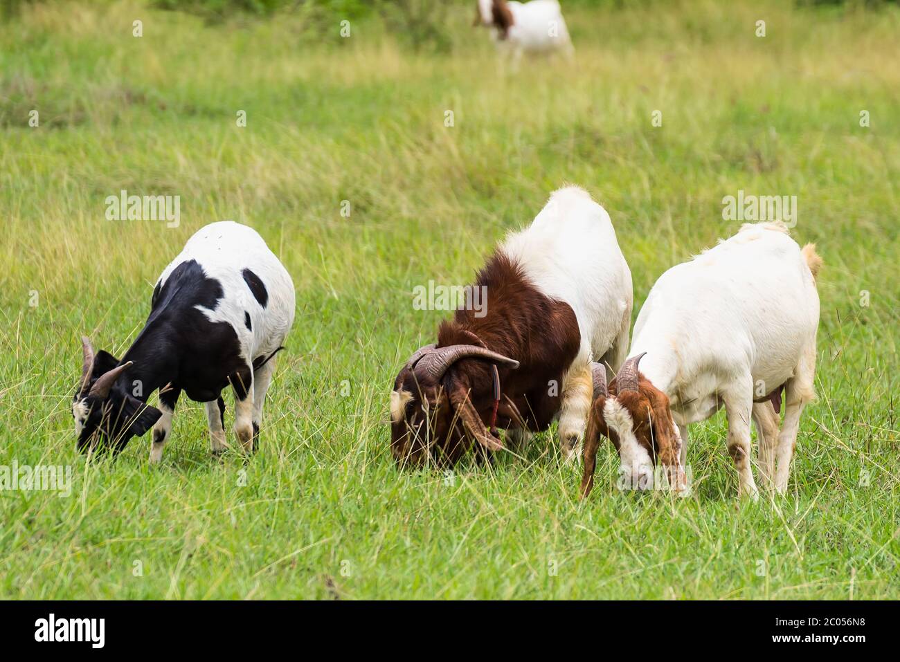 Goat goats farm livestock animal barnyard country rural hi-res stock ...