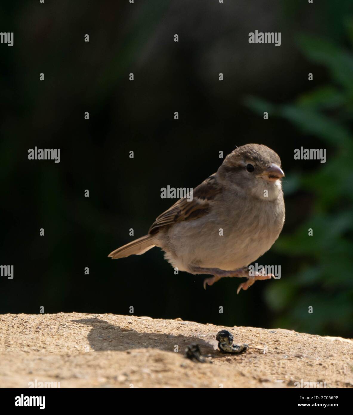 tree sparrow small bird Stock Photo - Alamy